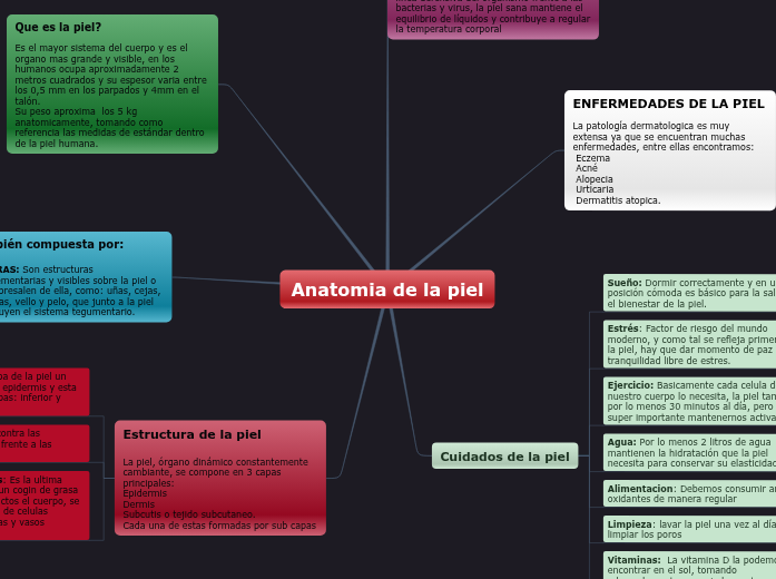 Anatomia de la piel - Mind Map